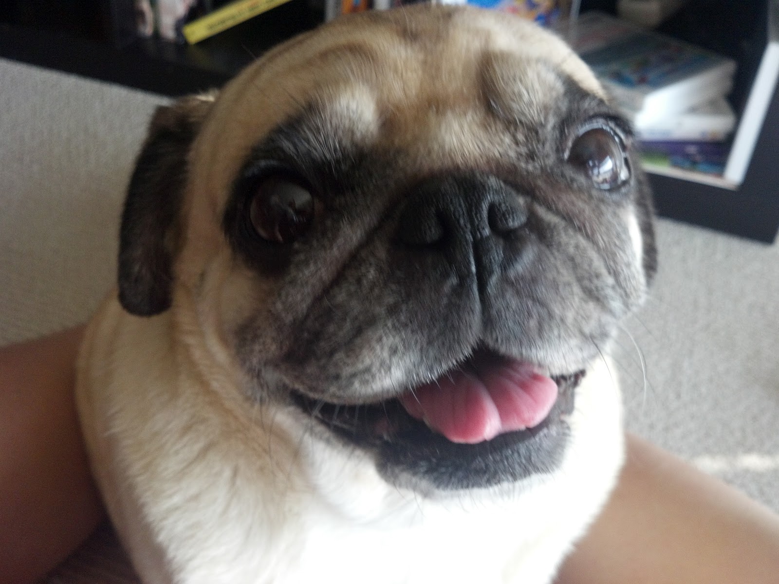 Lil Smug Pug: How Pug Celebrates St. Patrick's Day