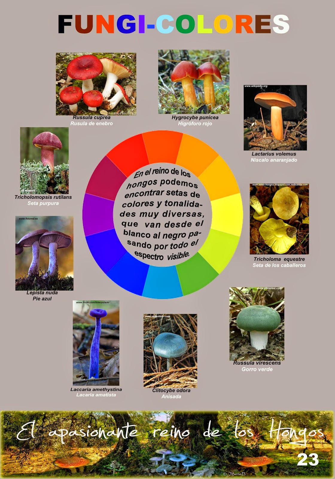 El apasionante Reino de los Hongos: FUNGI-COLORES