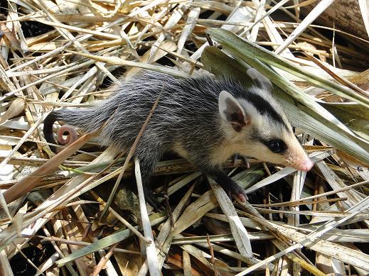 Natureza, Perfeição sem tamanho...
