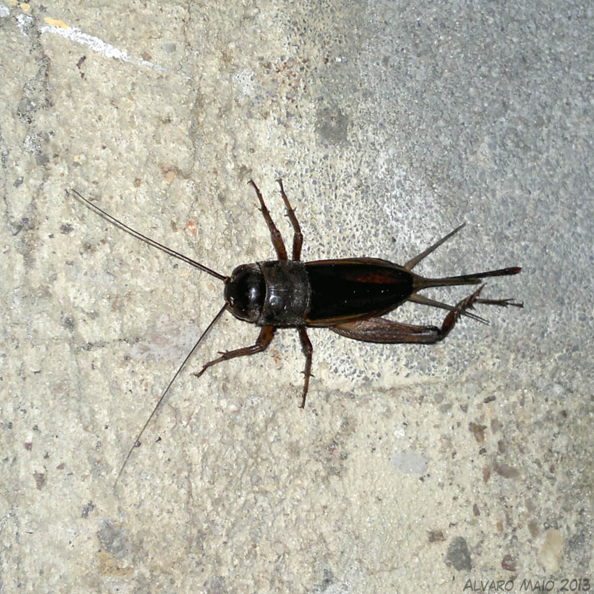 Insetologia - Identificação de insetos: Grilo-Comum no Rio de Janeiro