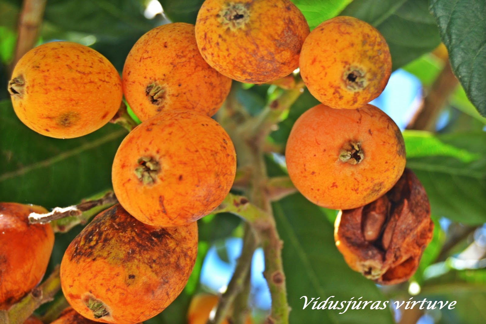 Vidusjúras virtuve: Mespils auglis (Eriobotrya japonica)