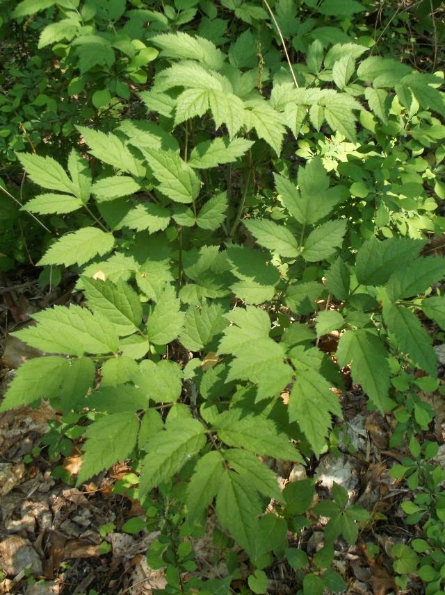 Future Plants by Randy Stewart: Bugbane