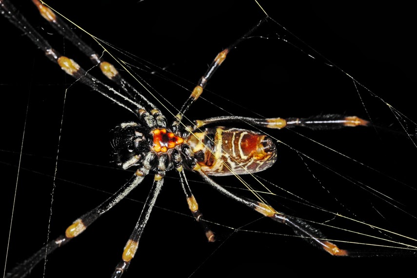 BunyipCo: September 2013