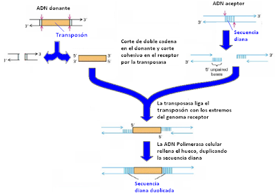 El-Biologo-Confundido: RESUMEN DE "TRANSPOSONES"
