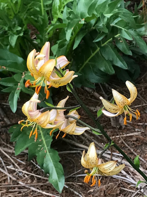 A not so simple garden: The Joys of June