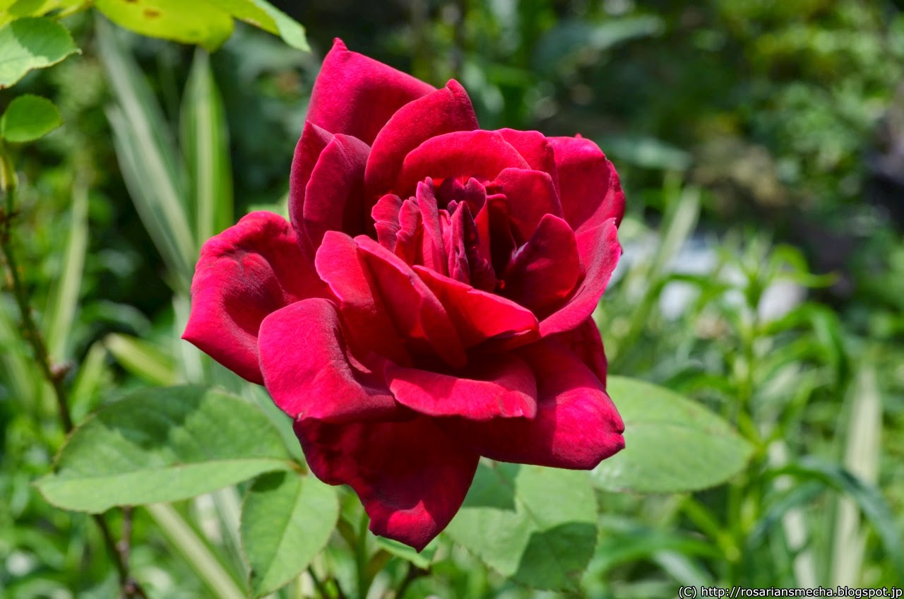 Rosarian's Mechanical Kitchen: いま咲いているバラ ミランディー (Mirandy)