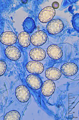 Genea lespiaultii Corda • CEMAS hongo semihipogeo, parque natural