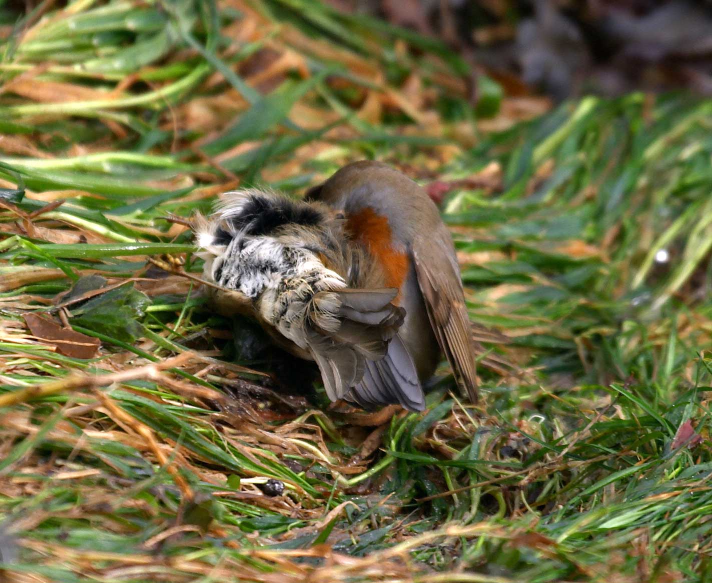 Woodlouse House: March 2012