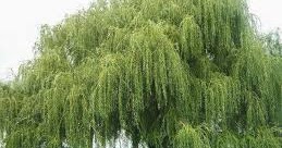 EL CAJON DE LOS CONOCIMIENTOS: PIRUL