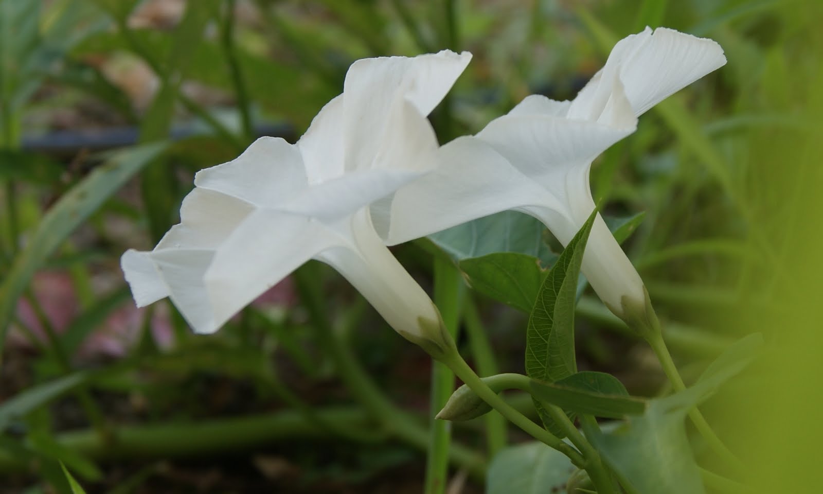 My little vegetable garden: Kangkong white flowers and eventual seeds