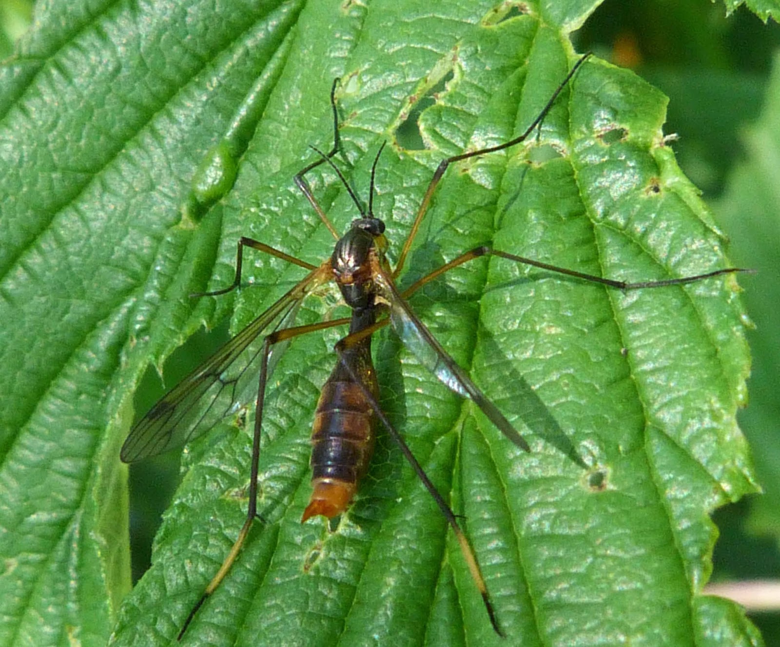 Insects of Scotland: Craneflies