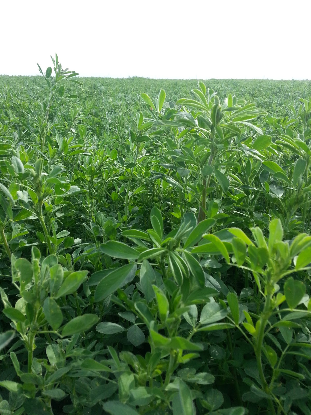 Sustainable Ag: A View from the Field: Central Valley Springs Ahead ...