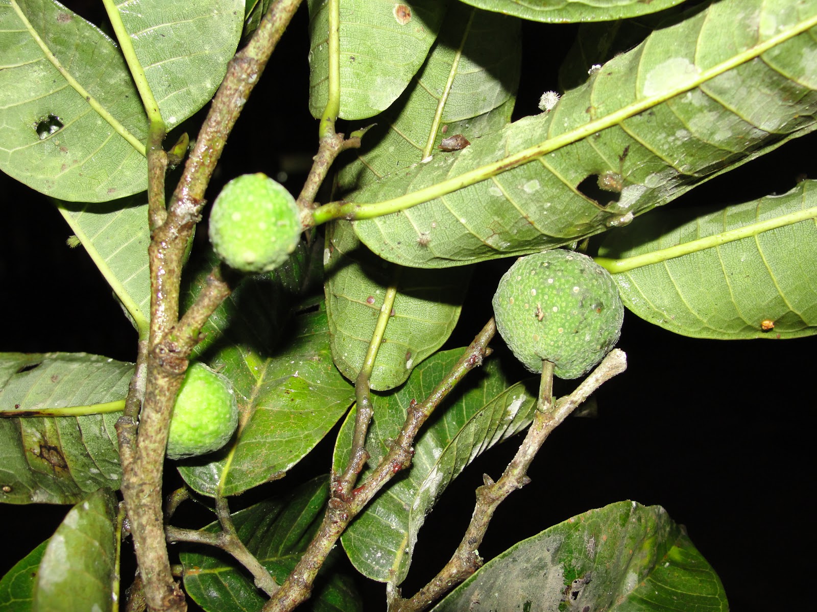 El Guaimaro, árbol "mágico" de COLOMBIA 🌱🌲
