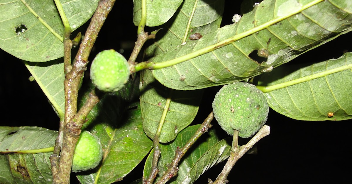 El Guaimaro, árbol "mágico" de COLOMBIA 🌱🌲