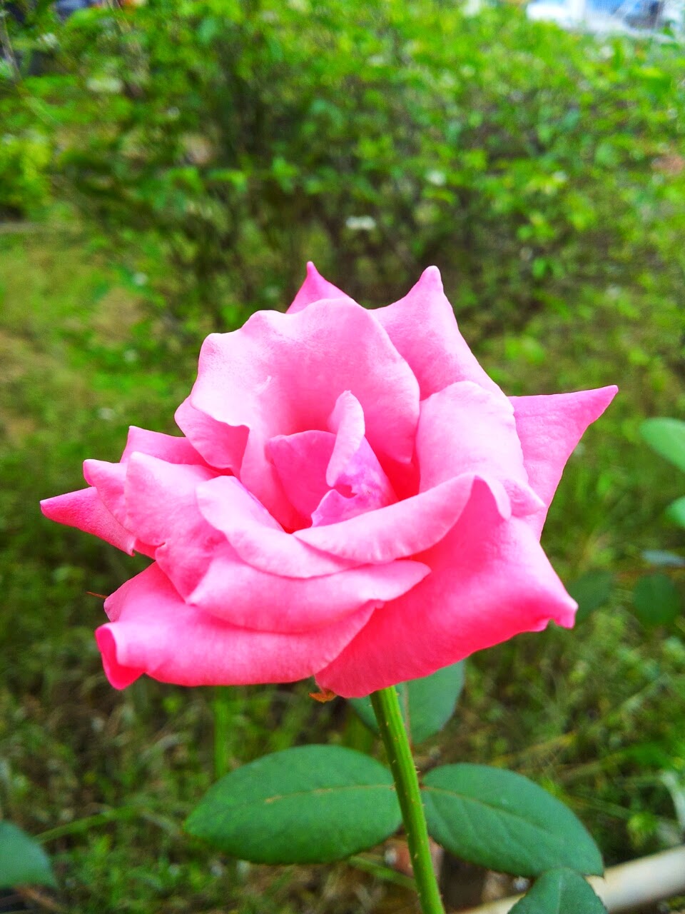 chiakisarb: Hikayat Bunga Ros..