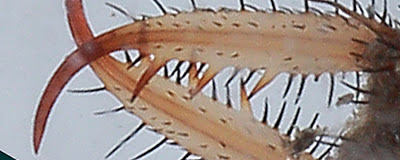 BunyipCo: November 2012