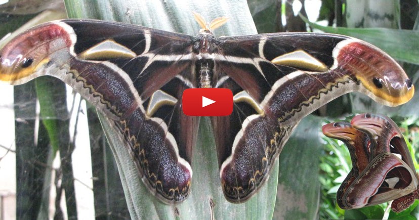 Butterfly snake - new