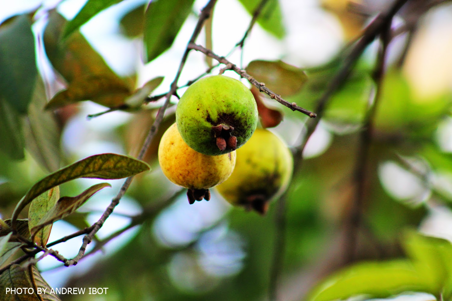 Ako si ANDREW IBOT!: Bayabas