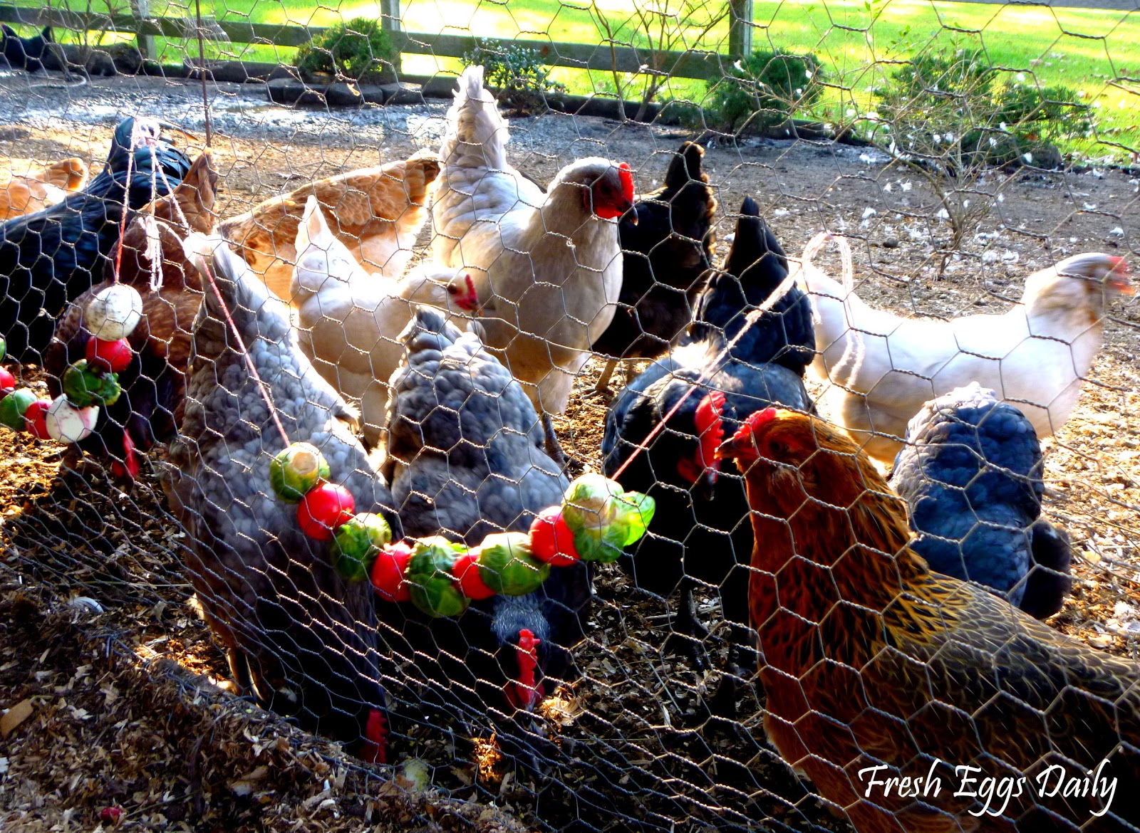 Edible Christmas Garlands for your Chickens - Fresh Eggs Daily® with ...