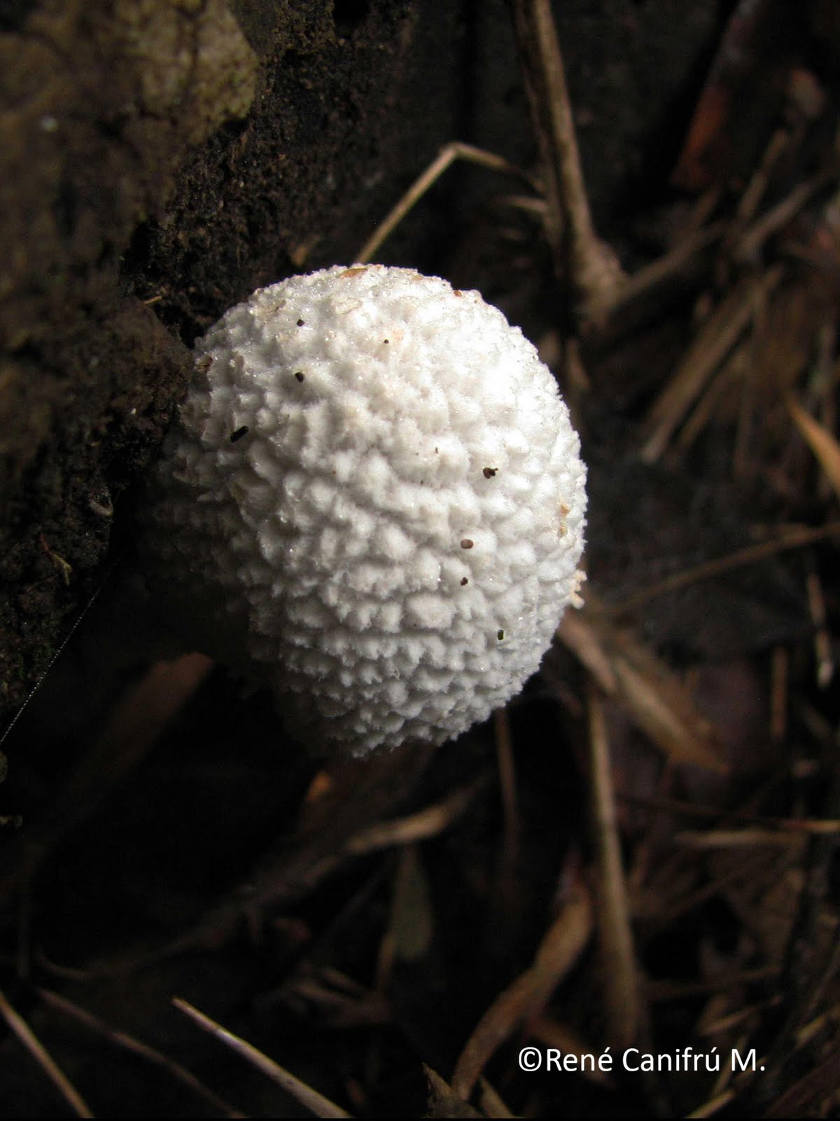 Hongos: Coprinus niveus