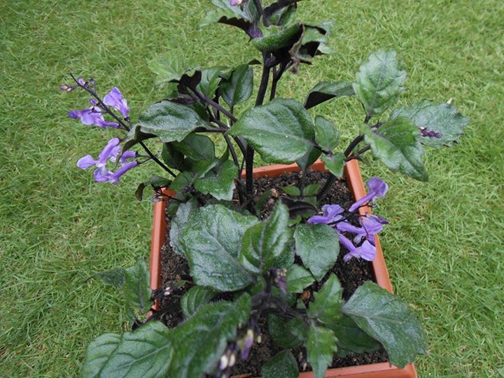 Photographic Handbook of Phil. Plants and Flowers: P