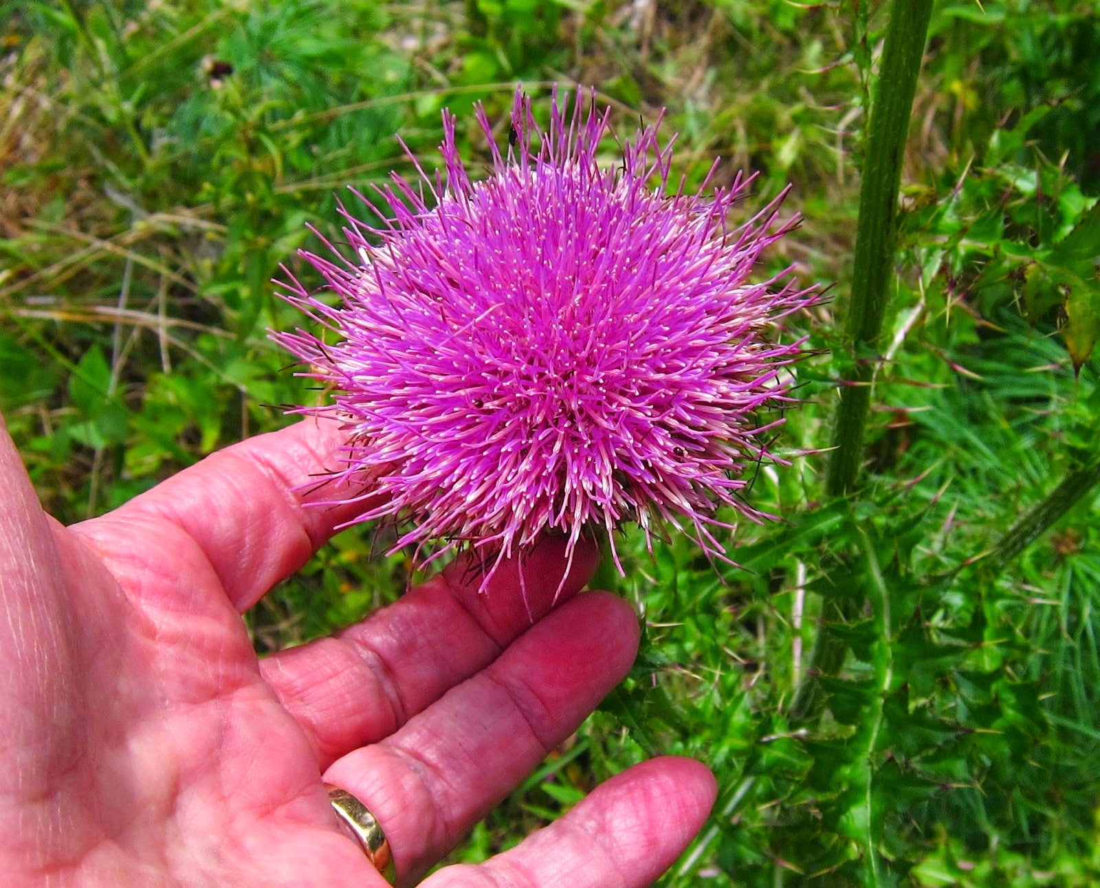 Saratoga woods and waterways: Another Year, Another Page in my ...