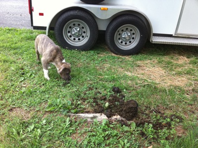 The Pit Bull Health Blog- a perfect guide to your pit bull wellness ...