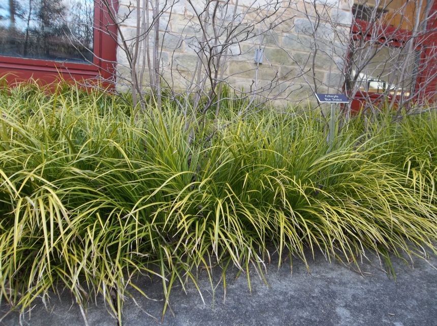 Future Plants by Randy Stewart: Acorus / Sweet Flag