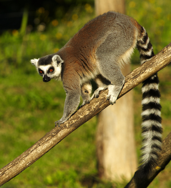 Around the World in 52 weeks: Leaping Lemurs