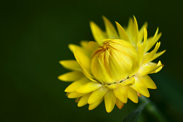 SCIENCELICIOUS: SCIENTIFIC NAMES - Flower Edition