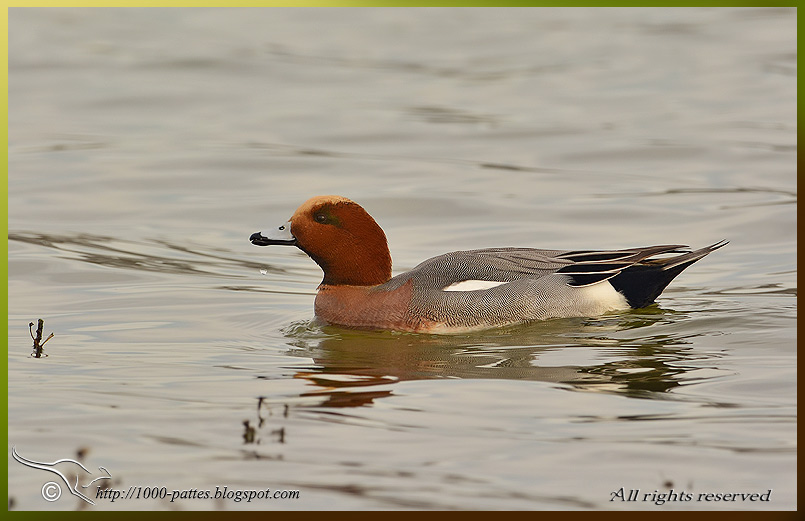 WILDLIFE GATEWAY: Les canards de surface