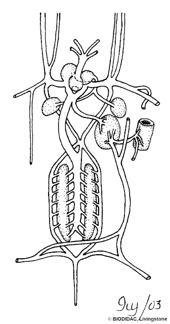 Standard Note: Venous system of Frog