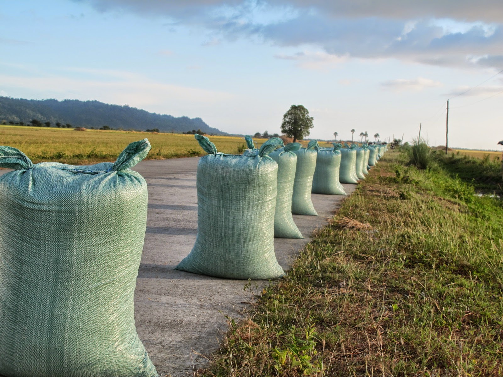 Ricefields of Mindoro