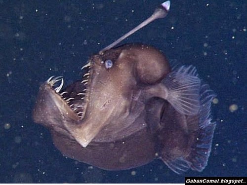 Ikan Aneh Ini Mampu Mengeluarkan Cahaya. - Gaban Comel