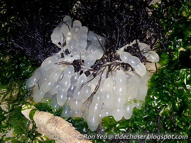 tHE tiDE cHAsER: Cephalopods (Phyllum Mollusca: Class Cephalopoda) of ...