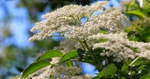 Cuidarse a los 50: El Saúco