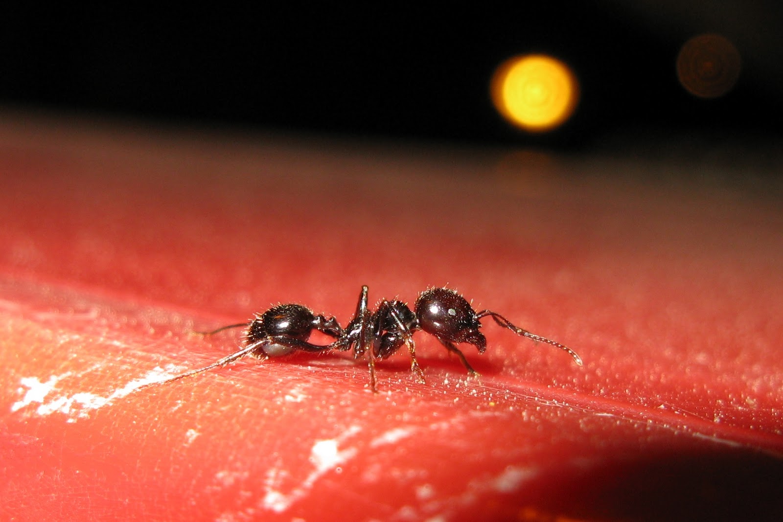 Desinfestação Controlo de Pragas José Luís CS: Formiga Soldado