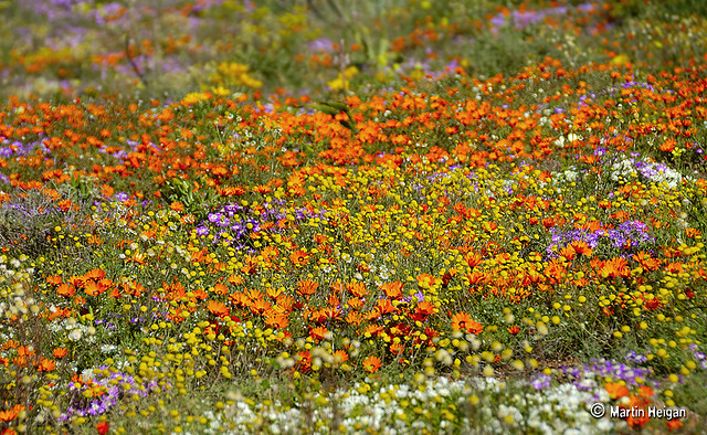 Namaqualand – South Africa’s Daisy Sensation ~ Kuriositas