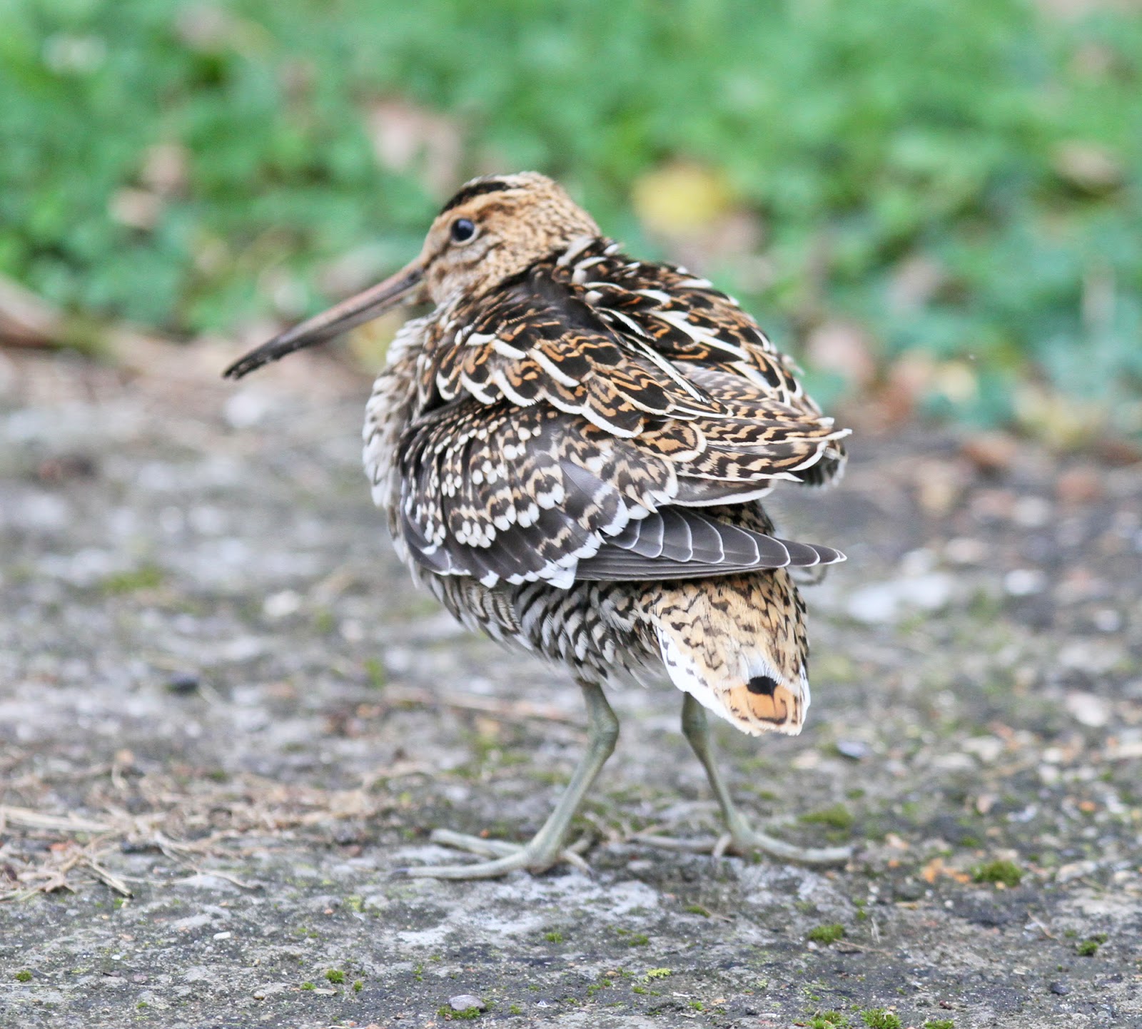 Simon and Karen Spavin: Great Snipe at Kilnsea, Spurn