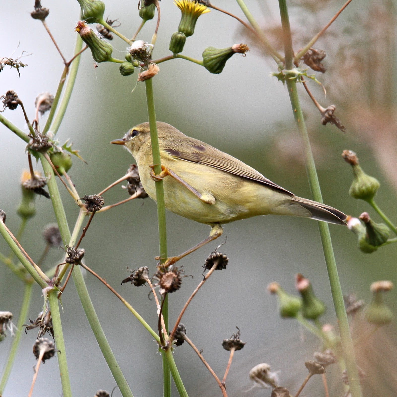 TrogTrogBlog: Bird of the week - Willow warbler