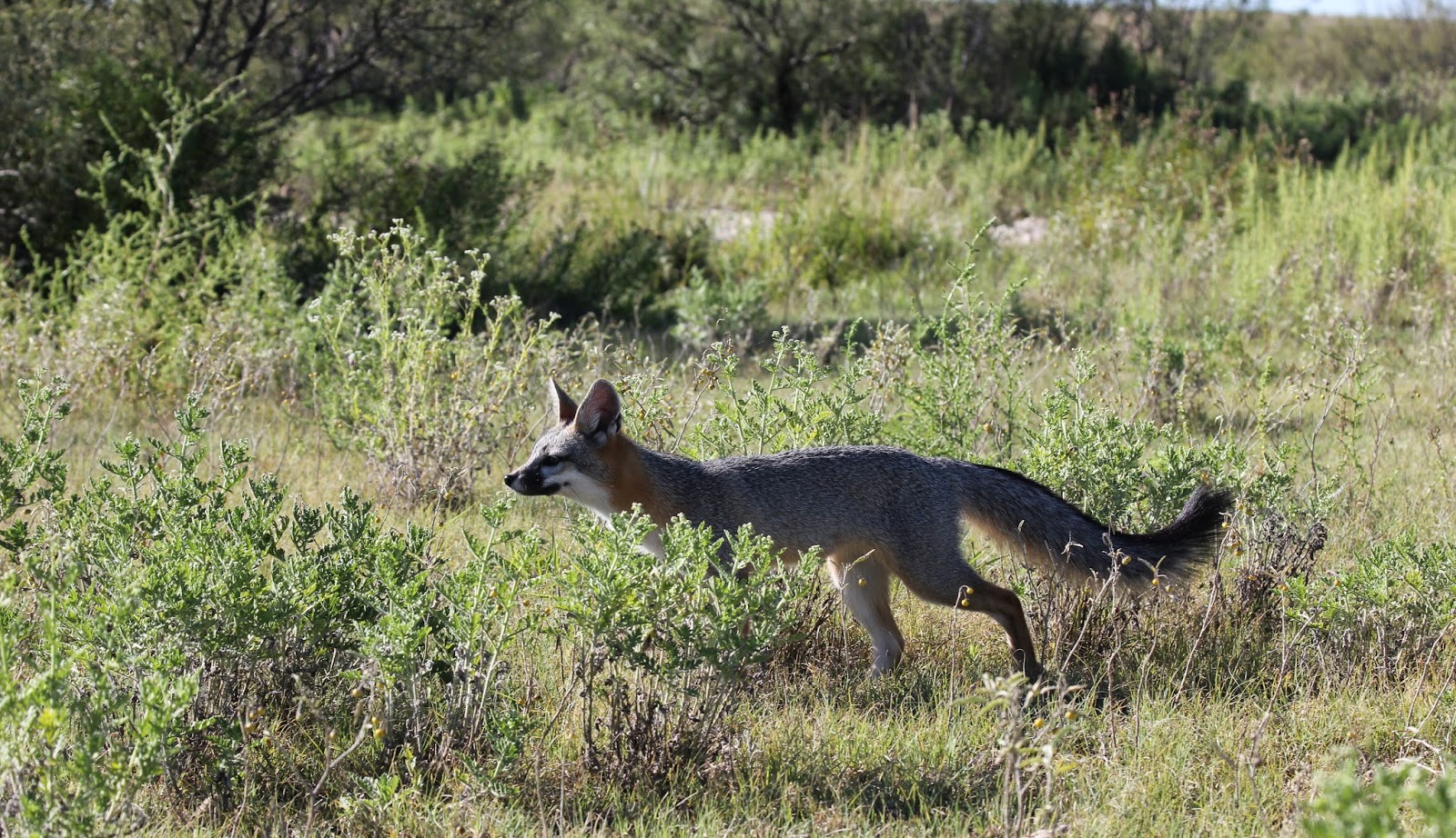 Big Bend - Texas Nature: fox-a-day #10