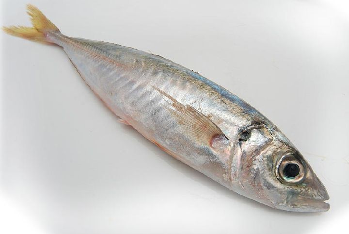 solorobalizas: Video la pesca del Jurel