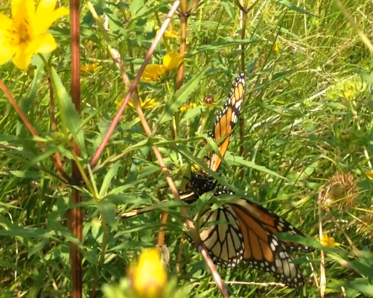 Notes from the Pens: Comfortable Enough to Nap