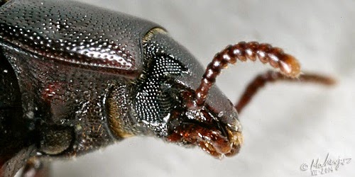 Biodiversidad Costa Granadina y ... (Fauna): Cascarudo negro de las ...