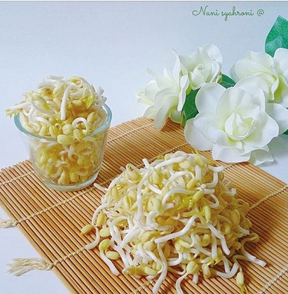 Budidaya Toge rumahan - Masakan Nusantara