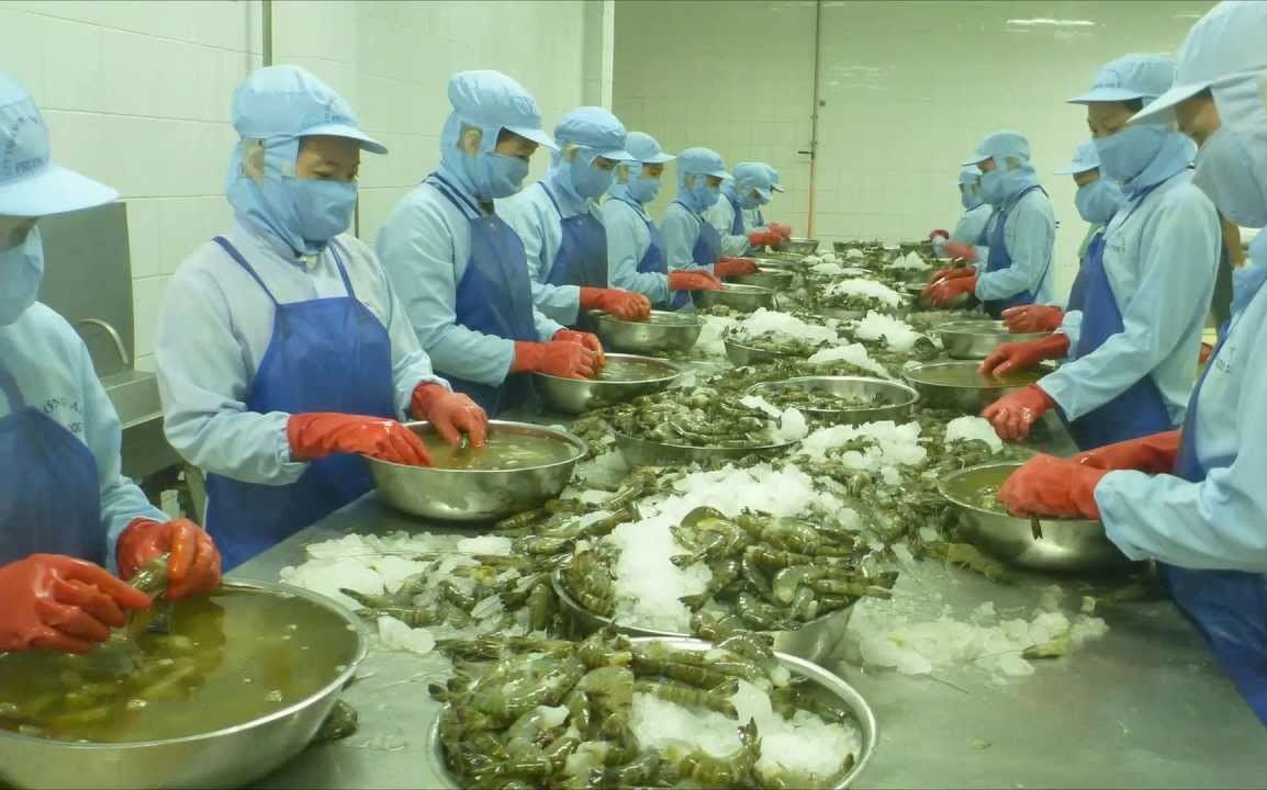 Frozen Shrimp Processing Quick Explanation - Frozen Sardine Fish ...