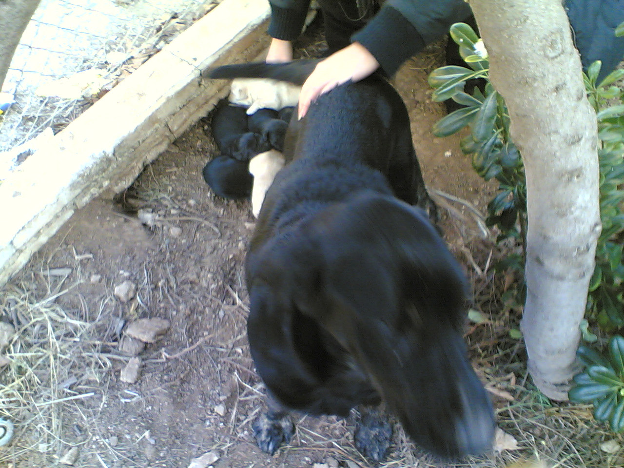 El Pueblo Peludo: Molongo, Molongo!