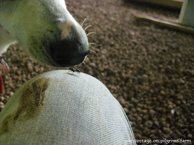 Cottage Life on Pilgrim's Farm: Visit of the Maribone Wasp...