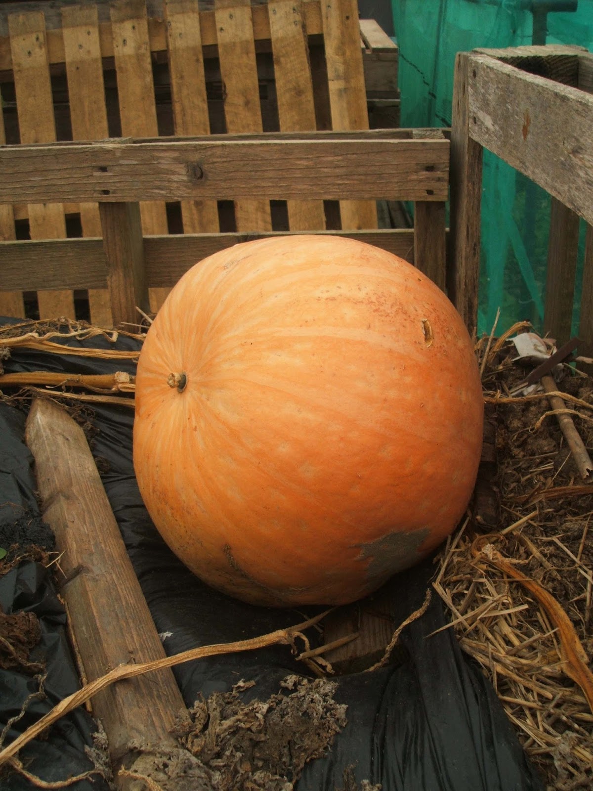 Me, You and Magoo: A year on the allotment: October 2016