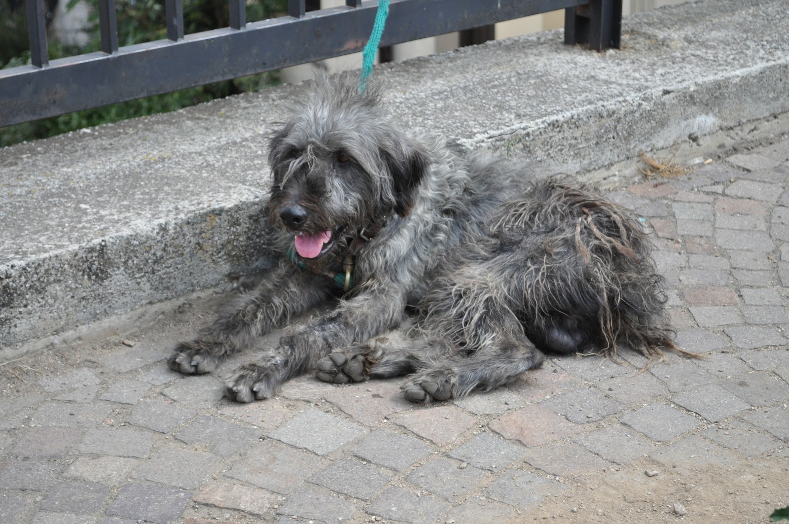 My book of memories: Pastorias- Fonni rassegna cane fonnese 2012